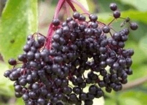 Elderberry Extract, Anthocyanin 25%, antioxidant, anti-aging for cosmetics, supplement, Shaanxi Yongyuan Bio-Tech, Expor