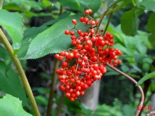 Elderberry Extract, Anthocyanin 25%, antioxidant, anti-aging for cosmetics, supplement, Shaanxi Yongyuan Bio-Tech, Expor