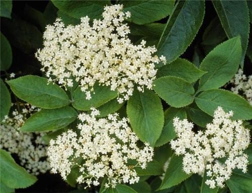 Elderberry Extract, Anthocyanin 25%, antioxidant, anti-aging for cosmetics, supplement, Shaanxi Yongyuan Bio-Tech, Expor