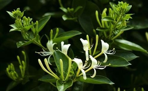 Lonicera Japonica Extract, HoneySuchle Extract, Chlorogenic acid 3%-98%, CAS No: 327-97-9,Shaanxi Yongyuan Bio, exporter