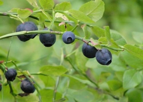 anthocyanidins series, Bilberry Extract, anthocyanidins 5%-30%, anthocyanins 5%-35%, Cranberry Extract, Exporter