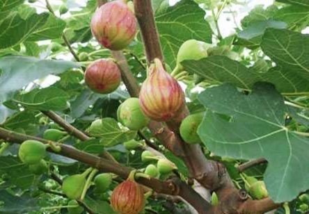 Ficus Carica Extract, Fig Extract, 5：1 TLC, High quality, Chiese manufacturer, Shaanxi Yongyuan Bio-Tech