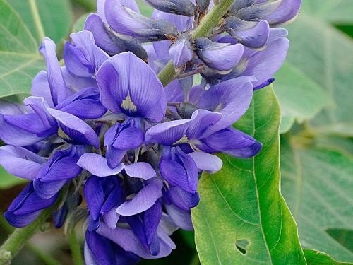 Pueravia Flower Extract, 10:1 TLC, detoxification of alcohol, Pueraria extract, Hovenia Dulcis Extract, manufact urer