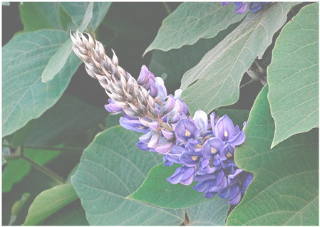 Pueravia Flower Extract, 10:1 TLC, detoxification of alcohol, Pueraria extract, Hovenia Dulcis Extract, manufact urer