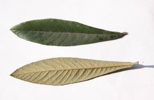 Maslinic acid, 10% HPLC, CAS No.: 4373-41-5, ingredient for supplement and pharma. shaanxi Yongyuan Bio, Chinese exporte