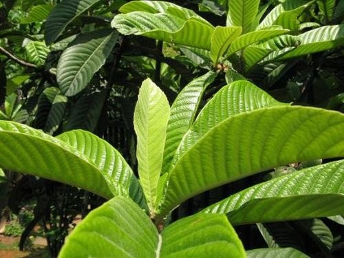 Maslinic acid, 10% HPLC, CAS No.: 4373-41-5, ingredient for supplement and pharma. shaanxi Yongyuan Bio, Chinese exporte
