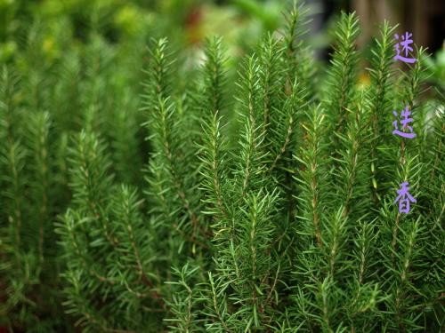 Rosemary Extract,  Rosmarinic Acid 5%-30% HPLC , CAS No.: 20283-92-5, Shaanxi Yongyuan Bio-Tech, exporter