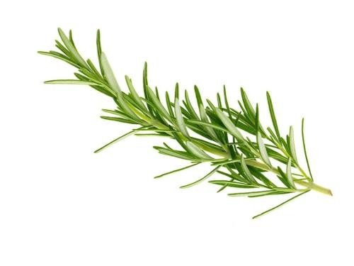Rosemary Extract,  Ursolic Acid 10%-98% HPLC , CAS No.: 77-52-1, Shaanxi Yongyuan Bio-Tech, exporter