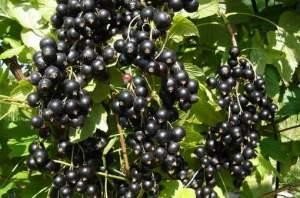 Blackcurrant Extract,  Anthocyanidins 5%-25%, Anthocyanins 5%-25%, antioxidant, blueberry, bilberry, cranberry