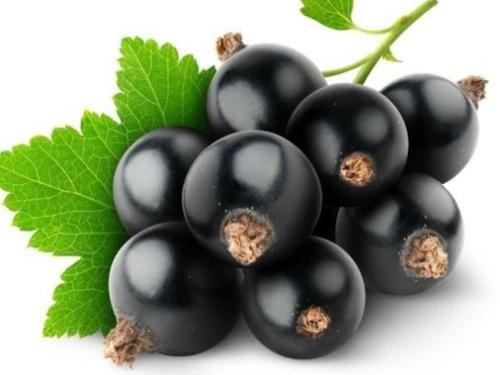 Blackcurrant Extract,  Anthocyanidins 5%-25%, Anthocyanins 5%-25%, antioxidant, blueberry, bilberry, cranberry