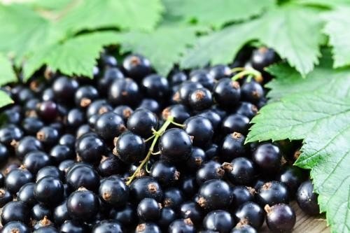 Blackcurrant Extract,  Anthocyanidins 5%-25%, Anthocyanins 5%-25%, antioxidant, blueberry, bilberry, cranberry