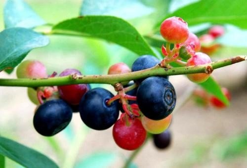 Blueberry Extract, 5%-30% anthocyanidin, 5%-36% anthocyanin, exporter, Shaanxi Yongyuan Bio-Tech, high quality