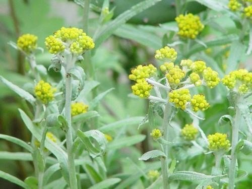 Cudweed Herb Extract, Gnaphaii Affinis Extract, 10:1, TLC, TCM Extract, Manufacturer, Shaanxi Yongyuan Bio-Tech