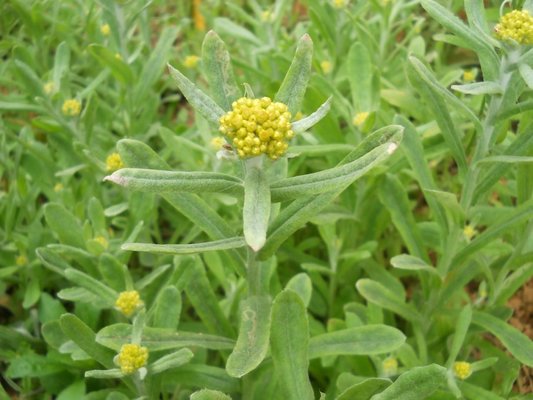 Cudweed Herb Extract, Gnaphaii Affinis Extract, 10:1, TLC, TCM Extract, Manufacturer, Shaanxi Yongyuan Bio-Tech