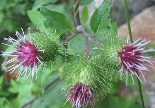 Burdock Root Extract, Burdock Fruit Extract, 10:1 TLC, Traditional Chinese Medicine, Manufacturer, Shaanxi Yongyuan Bio