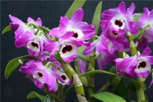 Dendrobium nobile Extract, Total Alkaloids 1%-20%, Famous Chinese Medicine, exporter, High quality, Shaanxi Yongyuan Bio