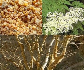 Myrrh Extract, Commiphora extract, 5:1,10:1 TLC, Anti-Inflammatory ingredient, manufacturer, Shaanxi Yongyuan Bio-Tech