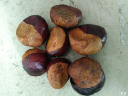manufacturer supply Horse Chestnut Extract, Aescin 20% 40% 98%, CAS No.: 6805-41-0, Aesculus hippocastanum Extract