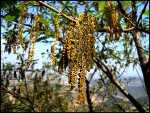manufacturer supply Poplar Flower Extract, Populus Flower Extract, 10:1 TLC, feed supplement, Chinese manufacturer