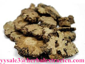 Stable quality Lovage Extract, Szechwan Lovage Rhizome P.E 10:1 TLC, TCM Extract, 100% natural, Chinese manufacturer