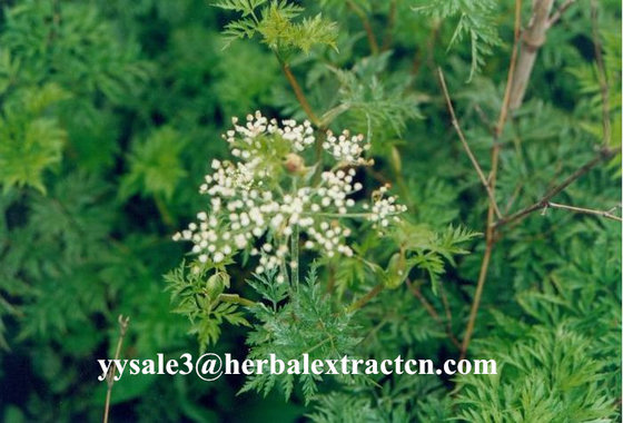 Stable quality Lovage Extract, Szechwan Lovage Rhizome P.E 10:1 TLC, TCM Extract, 100% natural, Chinese manufacturer