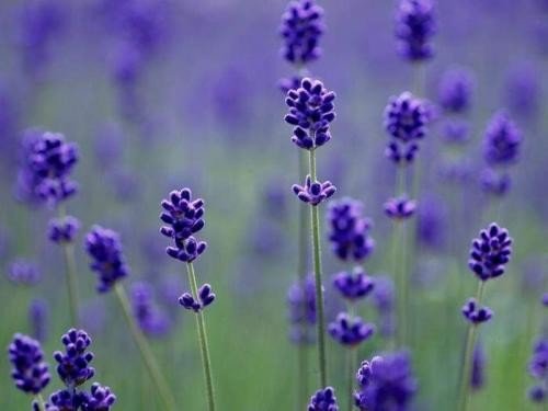 Factory supply Lavender Extract, Lavandula pedunculata Extract 10:1 TLC, 100% natural, high quality,Chinese manufacturer