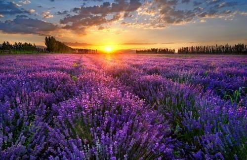 Factory supply Lavender Extract, Lavandula pedunculata Extract 10:1 TLC, 100% natural, high quality,Chinese manufacturer