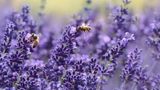Factory supply Lavender Extract, Lavandula pedunculata Extract 10:1 TLC, 100% natural, high quality,Chinese manufacturer