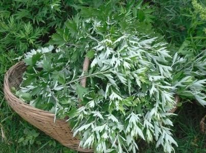 Factory Aiye Leaf Extract, Artemisia argyi Levl Extract 10:1 TLC, TCM Extract, 100% natural, Chinese manufacturer