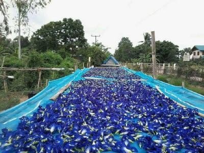 high quality Butterfly pea Extract, Butterfly pea Powder,5:1 TLC, beverage ingredient, Chinese manufacturer