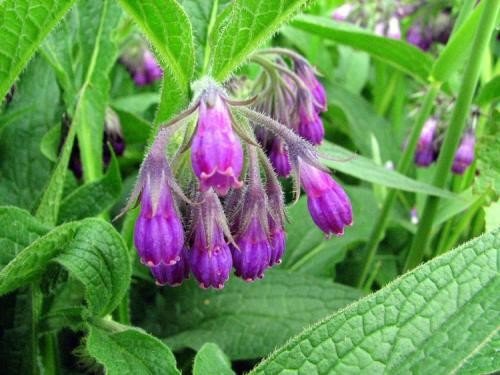 women care natural ingredient, factory Comfrey Extract, Symphytum Officinale Extract, 10:1 TLC, TCM Extract, export