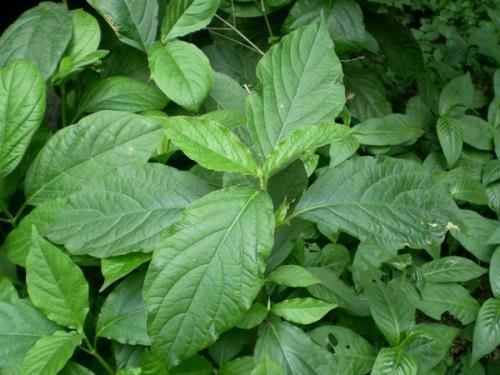 manufacturer high quality  Achyranthes aspera extract 10:1 TLC, Chinese Medicine Extract, Chinese manufacturer