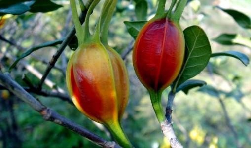 Genipin 98% HPLC, CAS No.: 6902-77-8, Gardenia Extract, Geniposide98%, high quality Shaanxi Yongyuan Bio-Tech