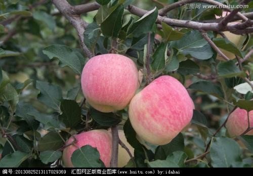 Phloretin 90%-98%, CAS No.: 60-82-2, natural skin whiten, Apple Extract, Cosmetic ingredients, Shaanxi Yongyuan Bio-Tech