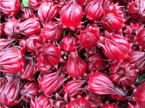 Ekstrak Roselle, Roselle Extract, Hibiscus Sabdariffa Extract, Shaanxi Yongyuan Bio-Tech