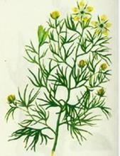 Harmine Hydrochloride 98% HPLC, CAS No.: 343-27-1, Peganum harmala Extract, Stable quality, Shaanxi Yongyuan Bio-Tech