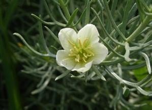 Harmine Hydrochloride 98% HPLC, CAS No.: 343-27-1, Peganum harmala Extract, Stable quality, Shaanxi Yongyuan Bio-Tech