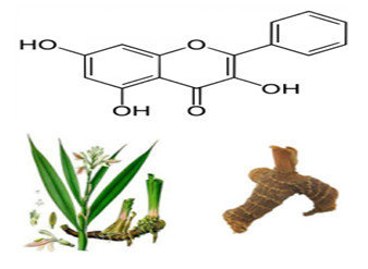 Galangin 98% HPLC, yellow powder, CAS No.: 548-83-4, Galangal Extract, factory, Shaanxi Yongyuan Bio-Tech