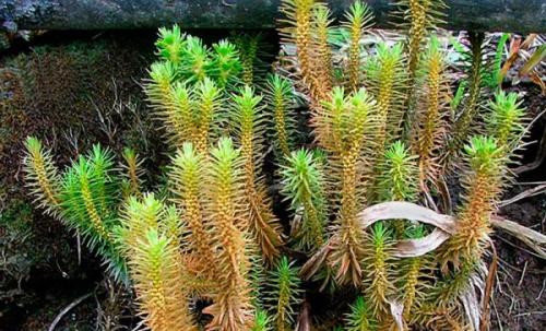 Huperzine-A 1% HPLC, Huperzia serrata Extract, CAS No.: 102518-79-6, Stable quality, Shaanxi Yongyuan Bio-Tech