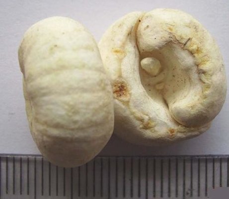 Tubeimoside B 98% HPLC, CAS No.: 115810-12-3,Tubeimoside II, Bolbostemma paniculatum Extract, Shaanxi Yongyuan Bio-Tech