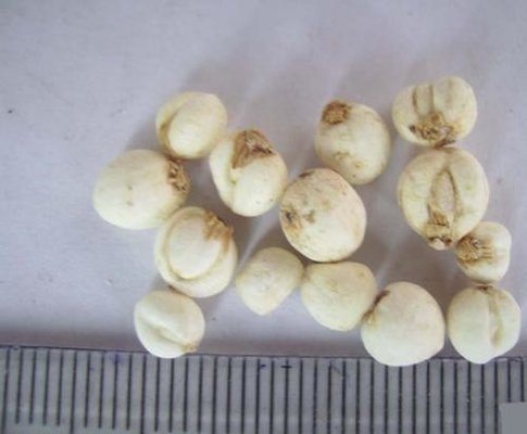 Tubeimoside C 98% HPLC, CAS No.: 115810-13-4, Tubeimoside III, Bolbostemma paniculatum Extract,Shaanxi Yongyuan Bio-Tech
