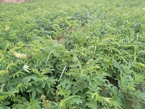 Sophocarpine 98% HPLC White Powder, CAS No.: 6483-15-4,  Sophora flavescens Extract, Shaanxi Yongyuan Bio-Tech