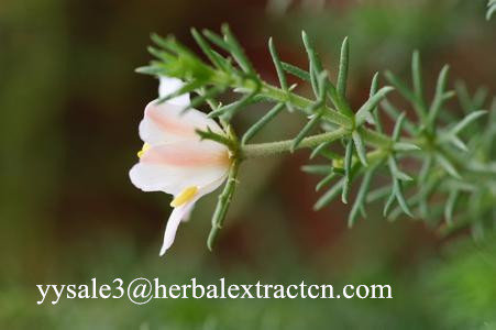 Harmaline 98% HPLC Light yellow Powder, CAS No.: 304-21-2, Peganum harmala Extract, Shaanxi Yongyuan Bio-Tech