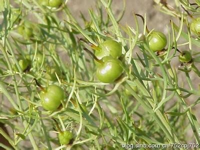 Harmaline 98% HPLC Light yellow Powder, CAS No.: 304-21-2, Peganum harmala Extract, Shaanxi Yongyuan Bio-Tech