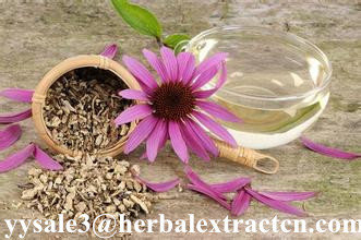 Echinacea purpurea P.E., Echinacea purpurea Extract, Cichoric acid, Echinacosides，Shaanxi Yongyuan Bio