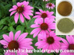 Echinacea purpurea P.E., Echinacea purpurea Extract, Cichoric acid, Echinacosides，Shaanxi Yongyuan Bio