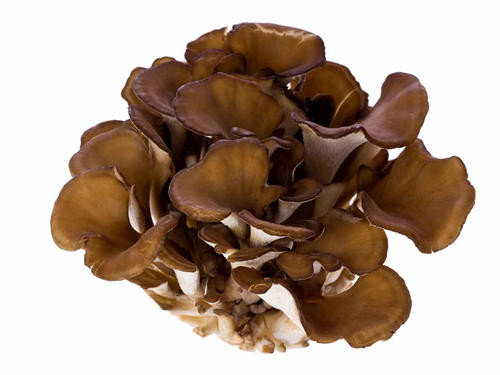 Mushroom Extract Series, Grifola Frondosus extract, Maitake Extract Powder, Maitake Mushroom Extract，Yongyuan Bio