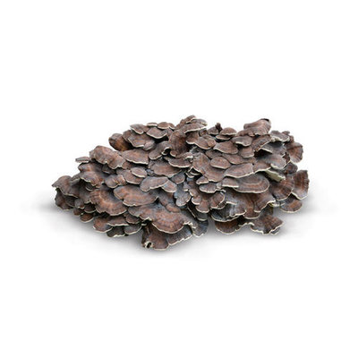Mushroom Extract Series, Grifola Frondosus extract, Maitake Extract Powder, Maitake Mushroom Extract，Yongyuan Bio