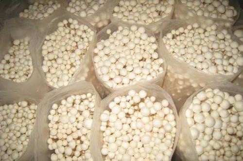 Mushroom Extract series: Needle mushroom Extract, Enoki Extract, Enokitake extract, Yongyuan Bio