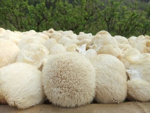 Mushroom: Lions mane mushroom extract, Hericium Extract, Hericium Erinaceus Extract, Hericium erinaceus polysaccharides
